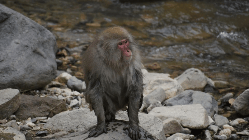 From Tokyo: Private Tour Snow Monkey Park & Zenko-ji Temple - Inclusions and Exclusions