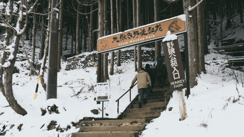 From Tokyo: Private Tour Snow Monkey Park & Zenko-ji Temple - Booking and Reservations