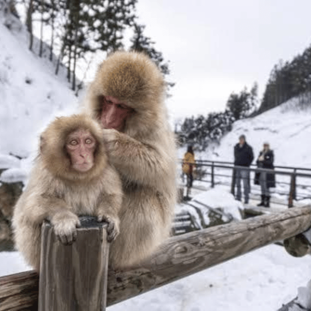 From Tokyo: Private Tour Snow Monkey Park & Zenko-ji Temple - Frequently Asked Questions