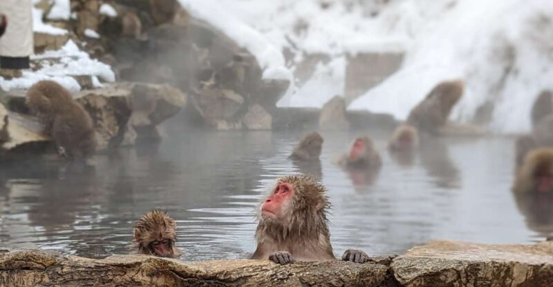 From Tokyo: Snow Monkey 1 Day Tour With Beef Sukiyaki Lunch - Key Points