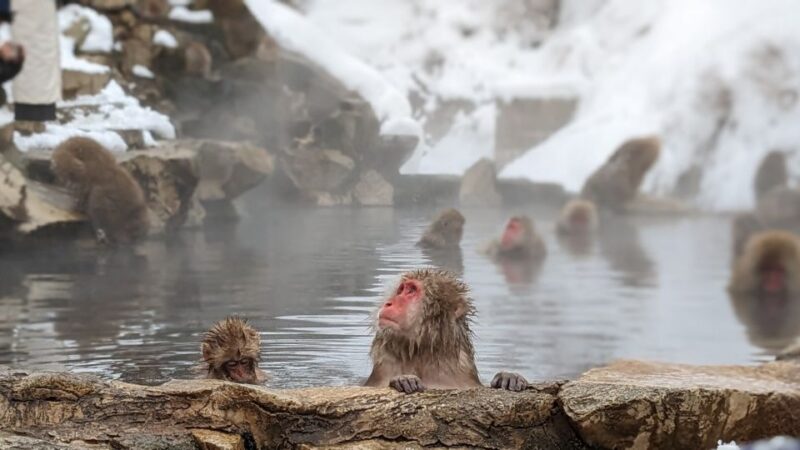 From Tokyo: Snow Monkey 1 Day Tour With Beef Sukiyaki Lunch - Itinerary and Activities