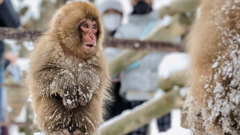 From Tokyo: Snow Monkey 1 Day Tour With Beef Sukiyaki Lunch - Important Information