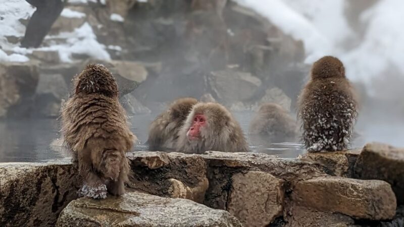 From Tokyo: Snow Monkey 1 Day Tour With Beef Sukiyaki Lunch - Dietary Options