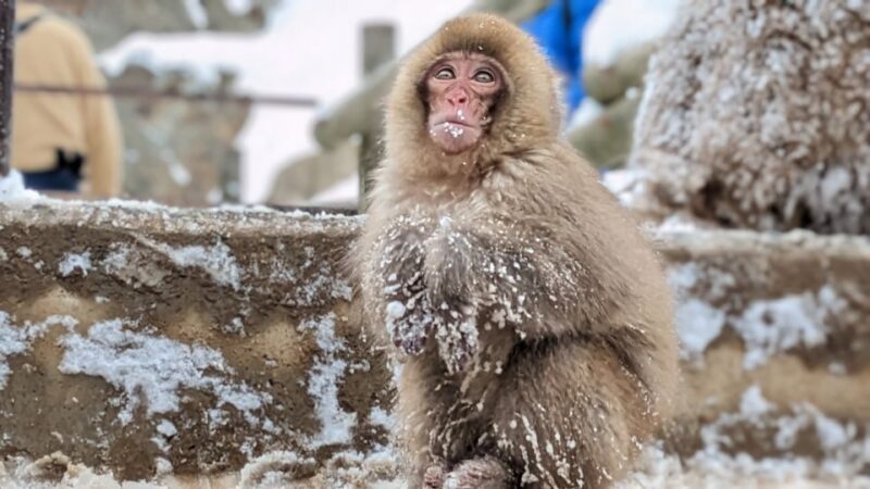 From Tokyo: Snow Monkey 1 Day Tour With Beef Sukiyaki Lunch - What to Expect at Jigokudani Monkey Park