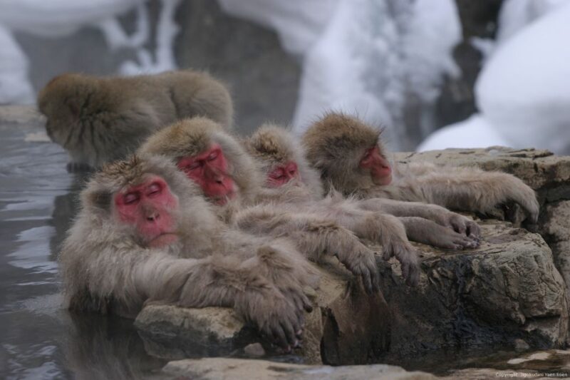 From Tokyo: Snow Monkey 1 Day Tour With Beef Sukiyaki Lunch - Getting to the Tour Departure Point