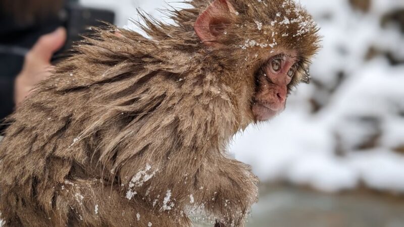 From Tokyo: Snow Monkey 1 Day Tour With Beef Sukiyaki Lunch - Frequently Asked Questions