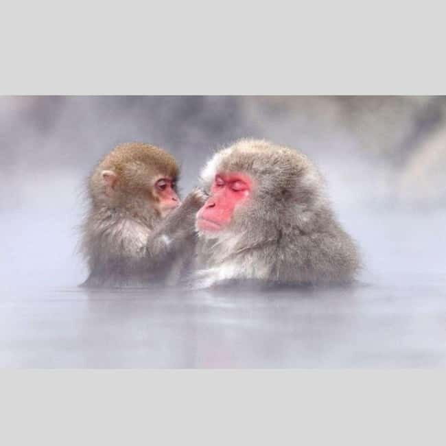 From Tokyo: Snow Monkey Park and Miso Production Day Tour - Transportation and Comfort