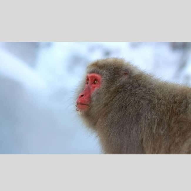 From Tokyo: Snow Monkey Park and Miso Production Day Tour - Authentic Experiences and Real Traveler Feedback