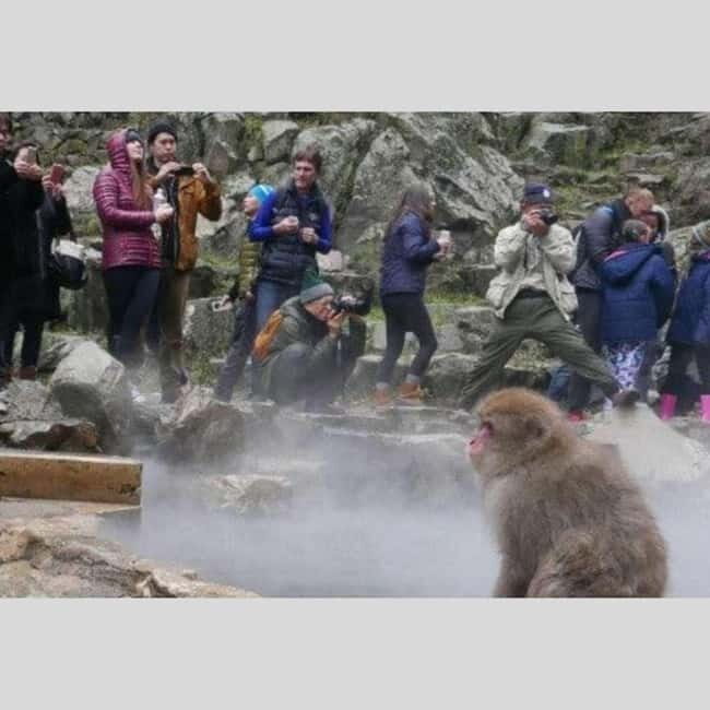 From Tokyo: Snow Monkey Park and Miso Production Day Tour - Final Thoughts: Who Would Love This Tour?