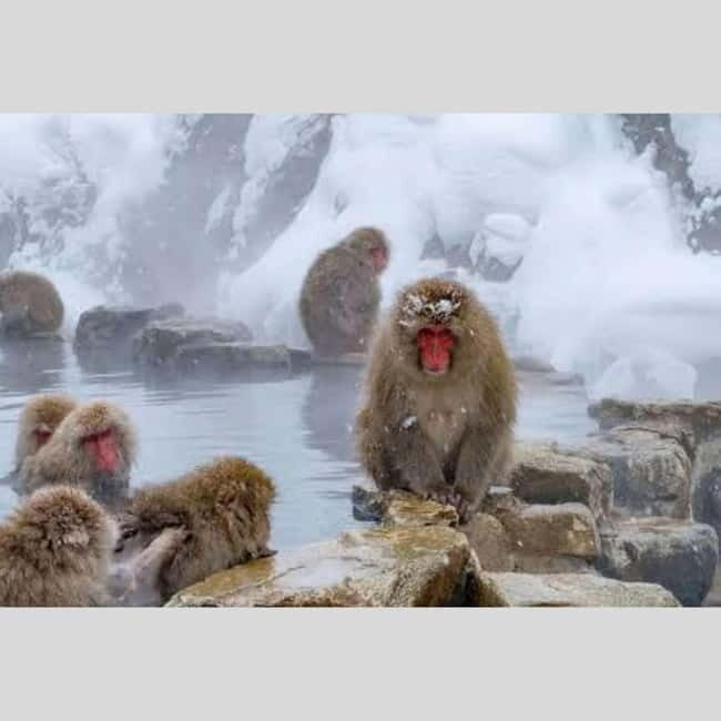 From Tokyo: Snow Monkey Park and Miso Production Day Tour - Frequently Asked Questions