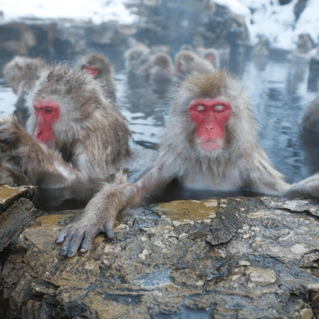 From Tokyo: Snow Monkey Park & Zenko-ji Temple Private Tour - Key Points