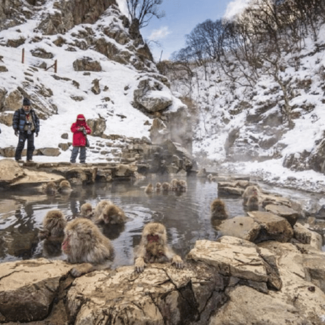 From Tokyo: Snow Monkey Park & Zenko-ji Temple Private Tour - Transportation and Vehicle Details