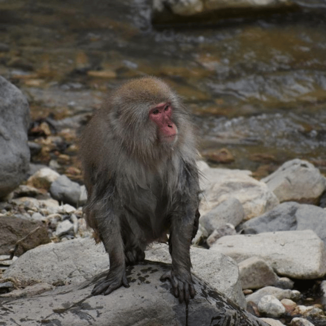 From Tokyo: Snow Monkey Park & Zenko-ji Temple Private Tour - Zenko-ji Temple: Ancient Buddhist Treasure