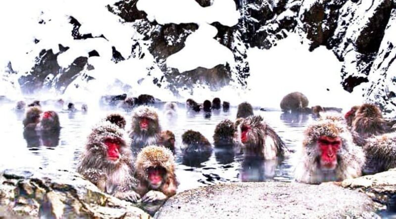 From Tokyo: Snow Monkey & Zenkoji Temple Private Tour - Shibu Onsen