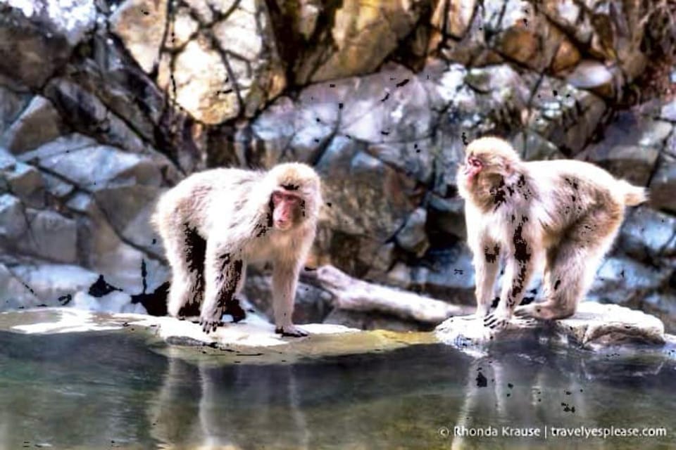 From Tokyo: Snow Monkey & Zenkoji Temple Private Tour - Optional Visit to Obuse