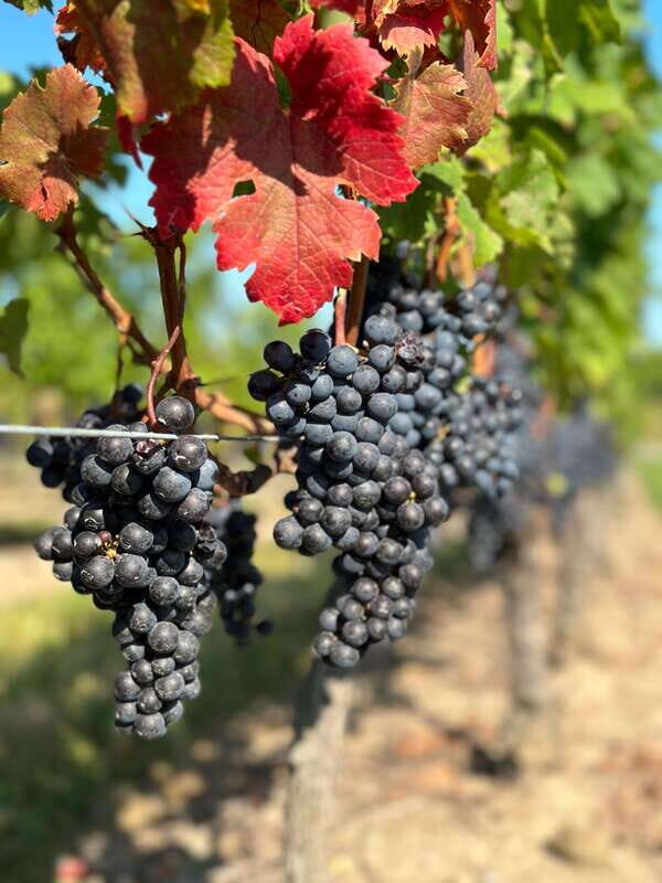 From Toronto: Niagara Falls Day Trip & Wine Tasting - A Complete Picture of the Tour: What to Expect