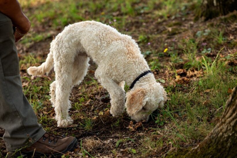 From Tortona: Piedmont Truffle Hunting Experience - Exploring the Experience: What to Expect