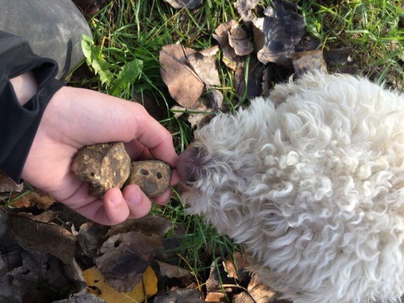 From Tortona: Piedmont Truffle Hunting Experience - The Itinerary in Detail