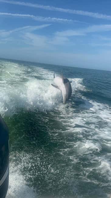 From Treasure Island: Dolphin Watching and Shelling Cruise - An Overview of What to Expect