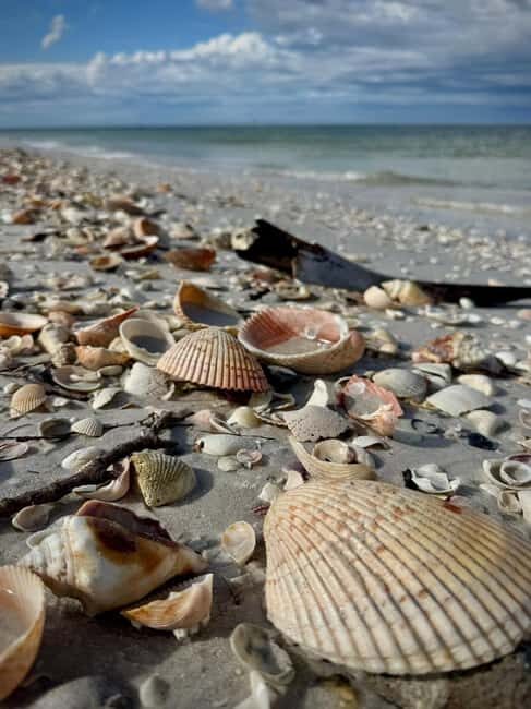 From Treasure Island: Dolphin Watching and Shelling Cruise - The Itinerary in Detail