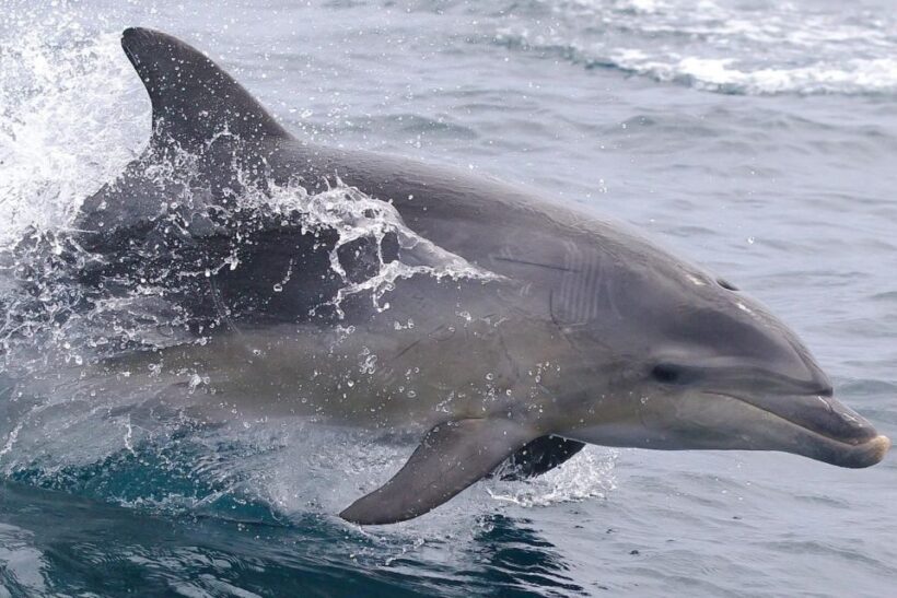 From Triabunna: Maria Island Cruise & Guided Walk with Lunch - The Scenic Cruise: Nature’s Grand Show