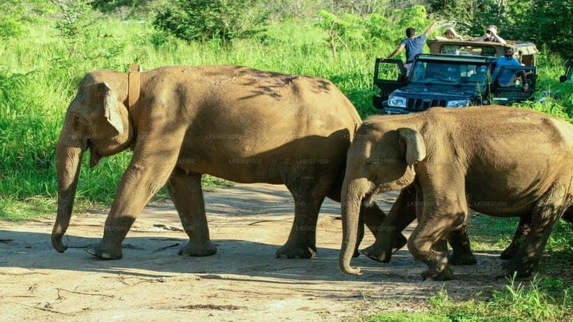 From Trincomalee: Elephant Safari at Minneriya or Kaudulla - An In-Depth Look at the Trincomalee Elephant Safari