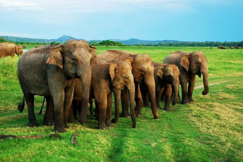 From Trincomalee: Elephant Safari at Minneriya or Kaudulla - FAQ