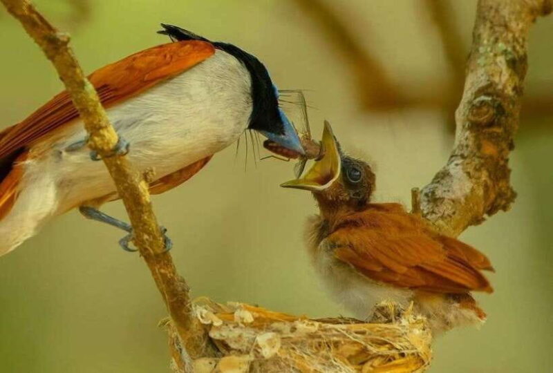 From Trincomalee : Minneriya / Kaudulla Elephant Safari - The Experience Provider: Shan Jeep Safari & Tour