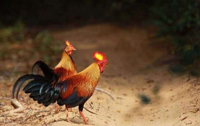 From Trincomalee : Minneriya / Kaudulla Elephant Safari - Final Thoughts