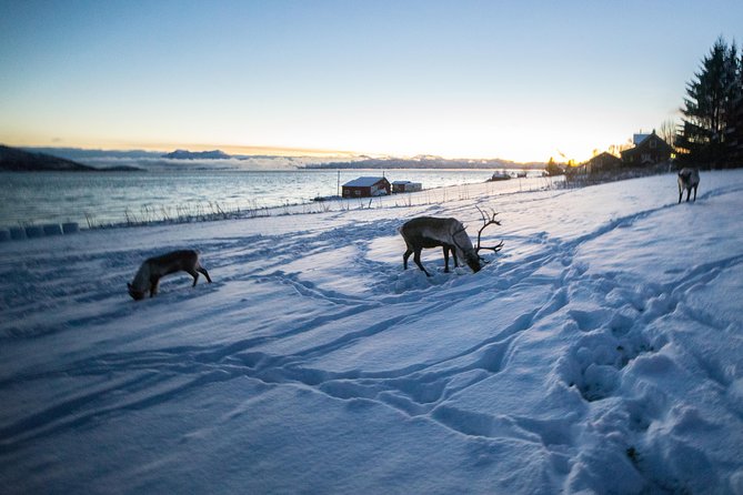 From Tromso All-Inclusive Fjord Sightseeing Adventure by Bus - Itinerary and Highlights