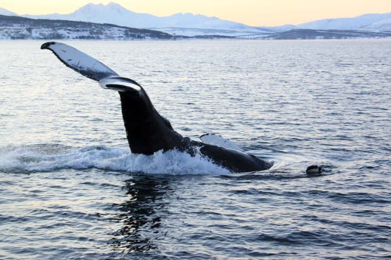 From Tromsø: All-Inclusive Whale & Orca Safari - Key Points