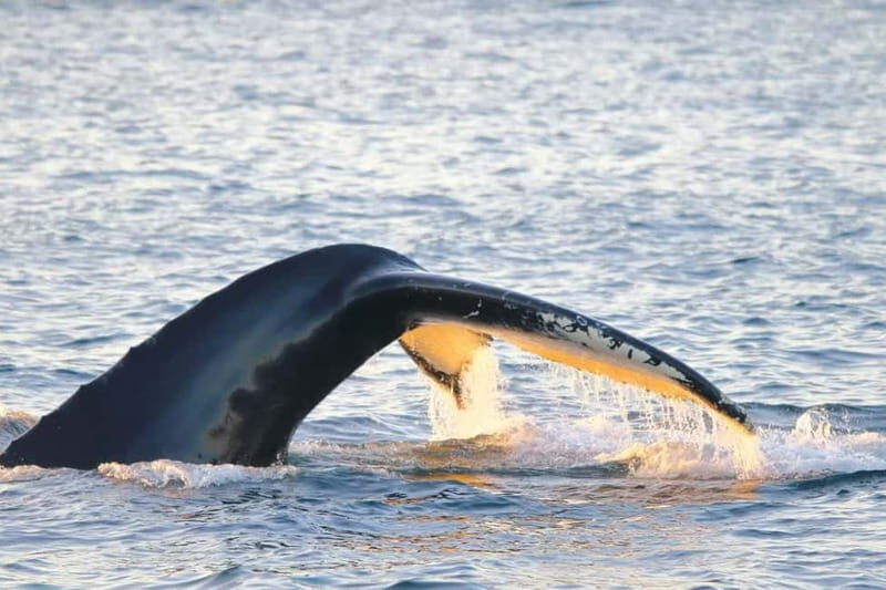 From Tromsø: All-Inclusive Whale & Orca Safari - A Complete Look at the Whale & Orca Safari from Tromsø