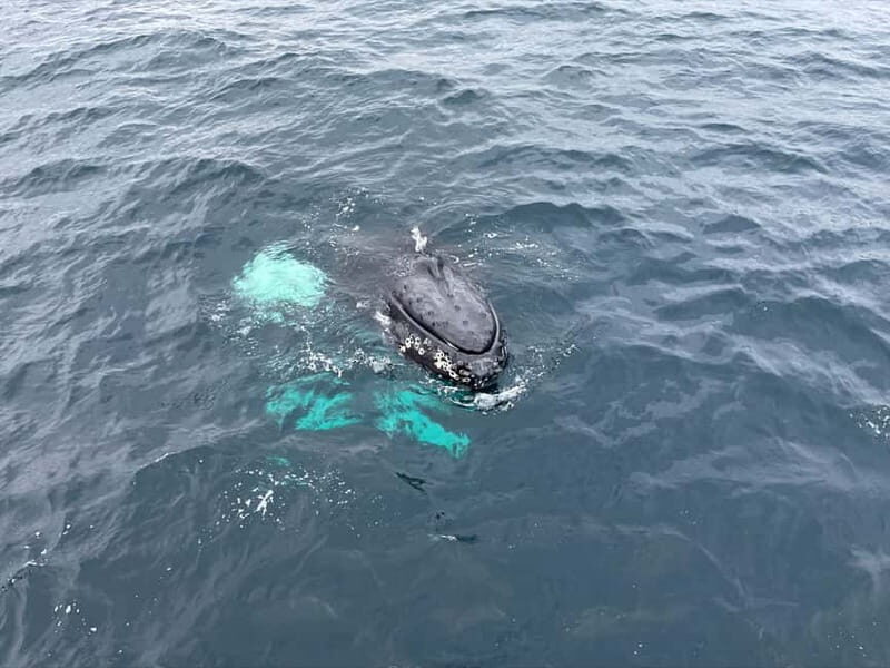 From Tromsø: All-Inclusive Whale & Orca Safari - FAQ