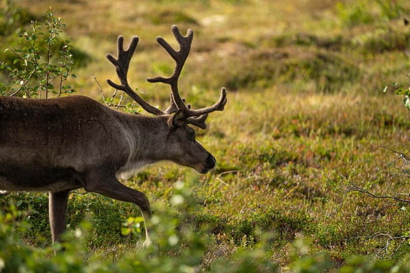 From Tromsø: Arctic Roadtrip: fjords tour with scenic picnic - Frequently Asked Questions