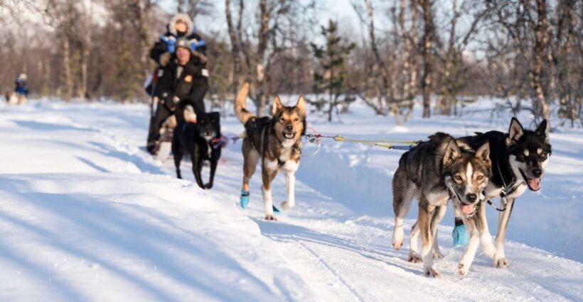 From Tromsø: Fun and Easy Dog Sledding Adventure - An In-Depth Look at the Dog Sledding Tour in Tromsø