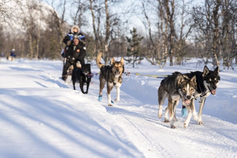 From Tromsø: Fun and Easy Dog Sledding Adventure - The Real Value of This Tour