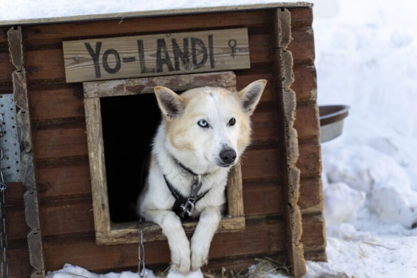 From Tromsø: Fun and Easy Dog Sledding Adventure - The Sum Up: Is This Tour Right for You?