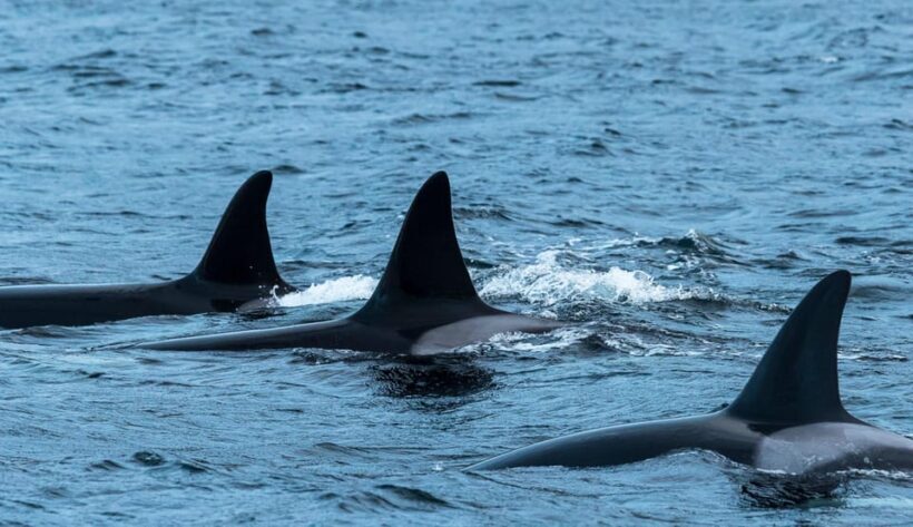 From Tromsø: Whale Watching RIB Safari at Skjervøy - An In-Depth Look at the Whale Watching RIB Safari from Tromsø