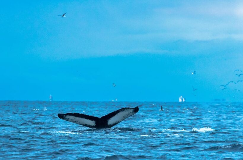 From Tromsø: Whale Watching RIB Safari at Skjervøy - The Sum Up: Is It Worth It?