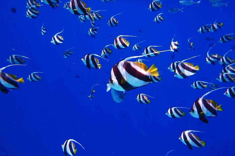From Tulum: Cenote Riviera Maya & Snorkel Excursion - Transportation and Practicalities