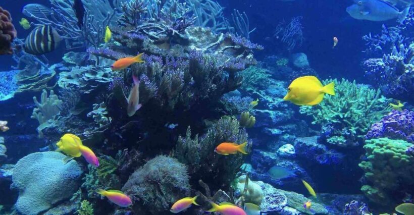 From Tulum: Cenote Riviera Maya & Snorkel Excursion - Final Thoughts: Is It Worth It?