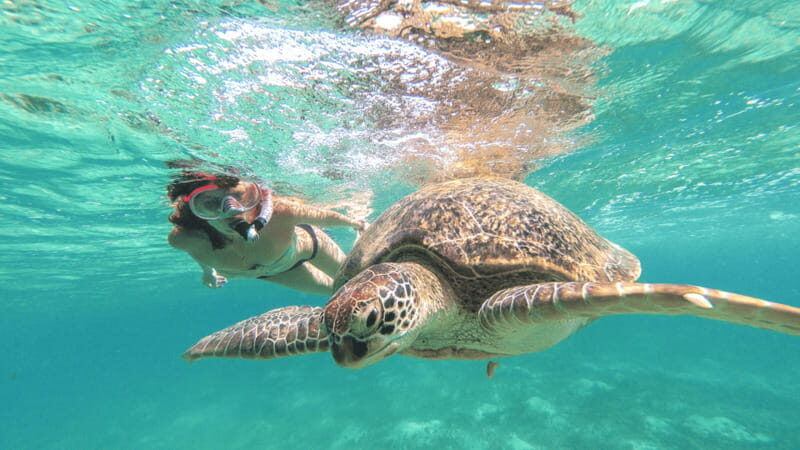From Tulum: Tulum, Cenote and Turtle Swim Tour at Akumal - The Itinerary in Detail