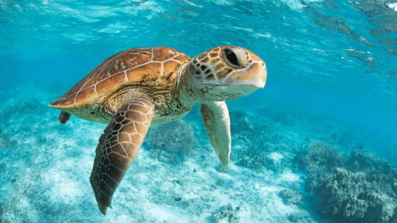 From Tulum: Tulum, Cenote and Turtle Swim Tour at Akumal - Frequently Asked Questions