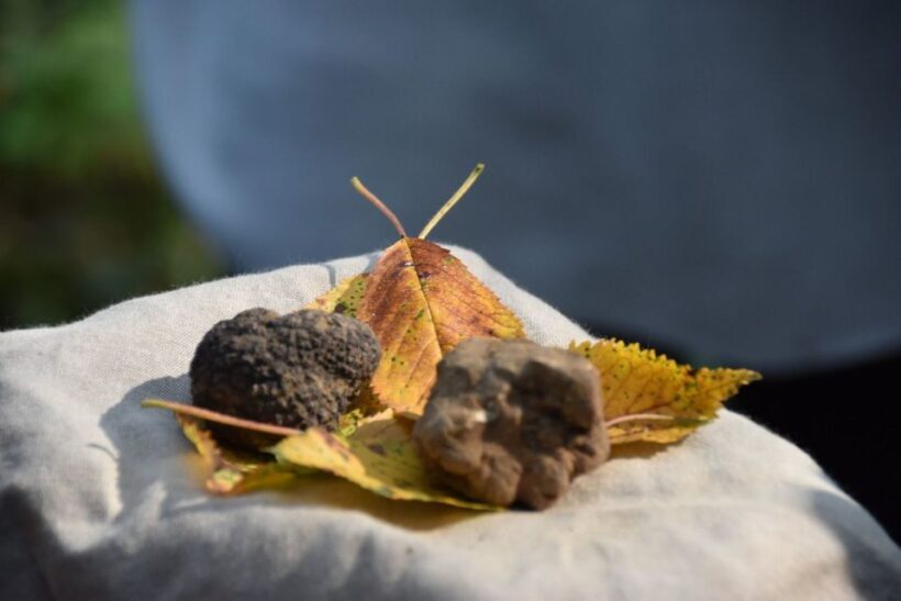 From Turin: Half-Day Truffle Hunting and Lunch in Piedmont - The Allure of Piedmont’s Truffle Region