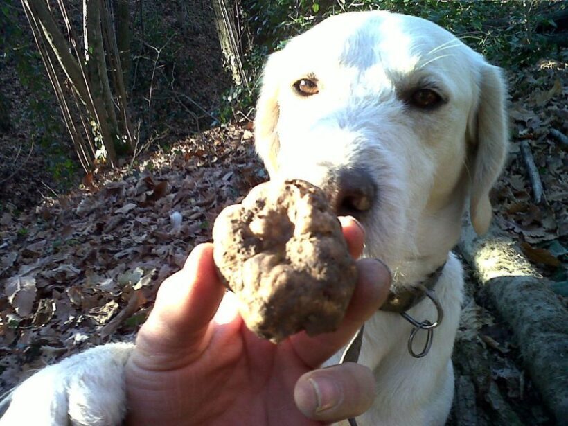 From Turin: Half-Day Truffle Hunting and Lunch in Piedmont - The Gastronomic Highlight: Lunch with Barolo