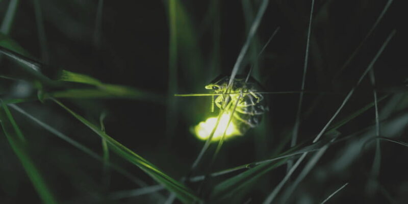 From Ubud: Evening Firefly Tour in Taro Village - Key Points