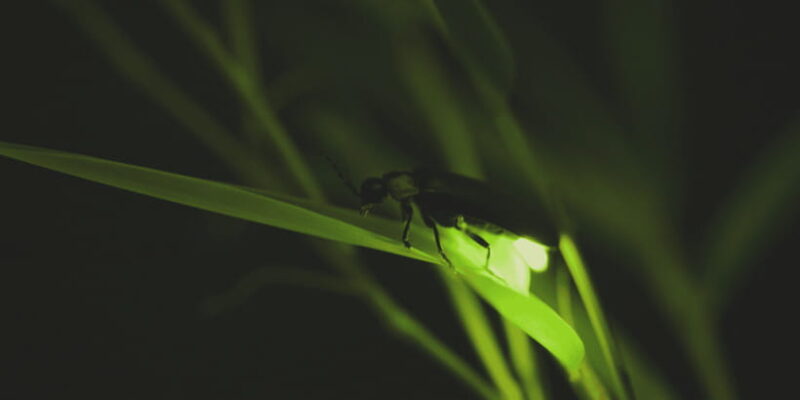 From Ubud: Evening Firefly Tour in Taro Village - FAQs