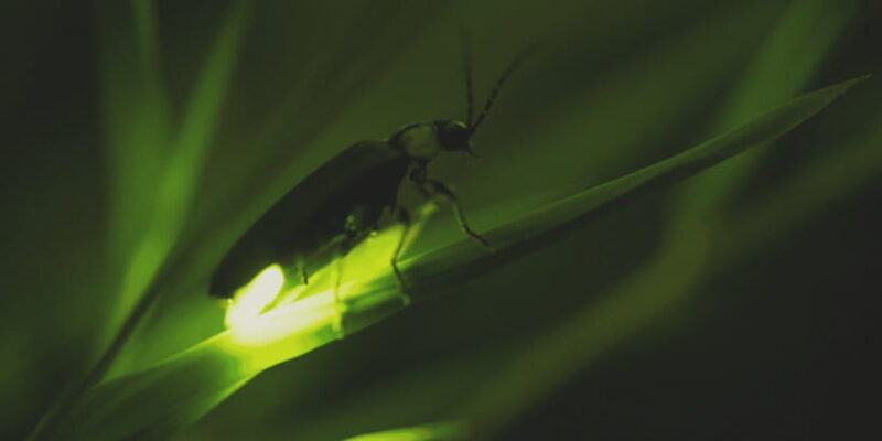 From Ubud: Evening Firefly Tour in Taro Village - In The Sum Up