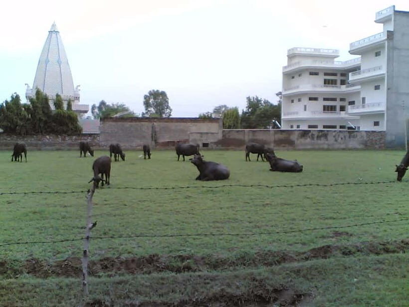 From Udaipur: Mount Abu Day Trip - Who Would Enjoy This Tour?