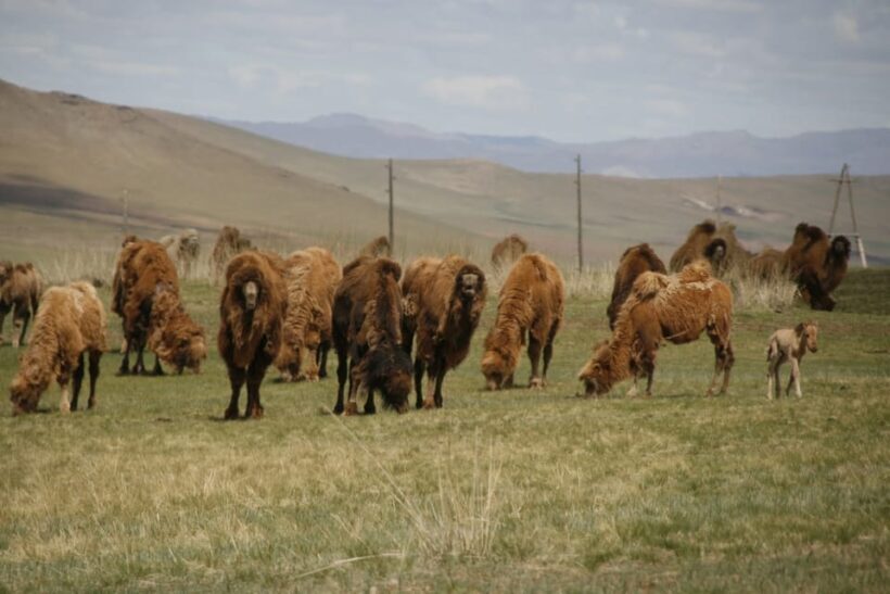 From Ulaanbaatar: Day Trip to Hustai National Park - What’s Included and What’s Not